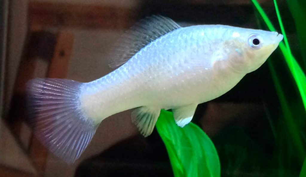 Información y parámetros peces guppys, xifos y mollys - AcuarioLand